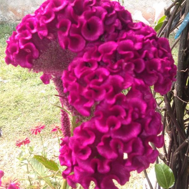 Jual Tanaman jengger ayam/tanaman bunga - Kab. Bogor - MALA TAMAN ...