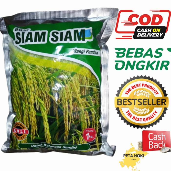 Jual Benih Padi Siam siam aroma pandan wangi bibit padi unggul ...