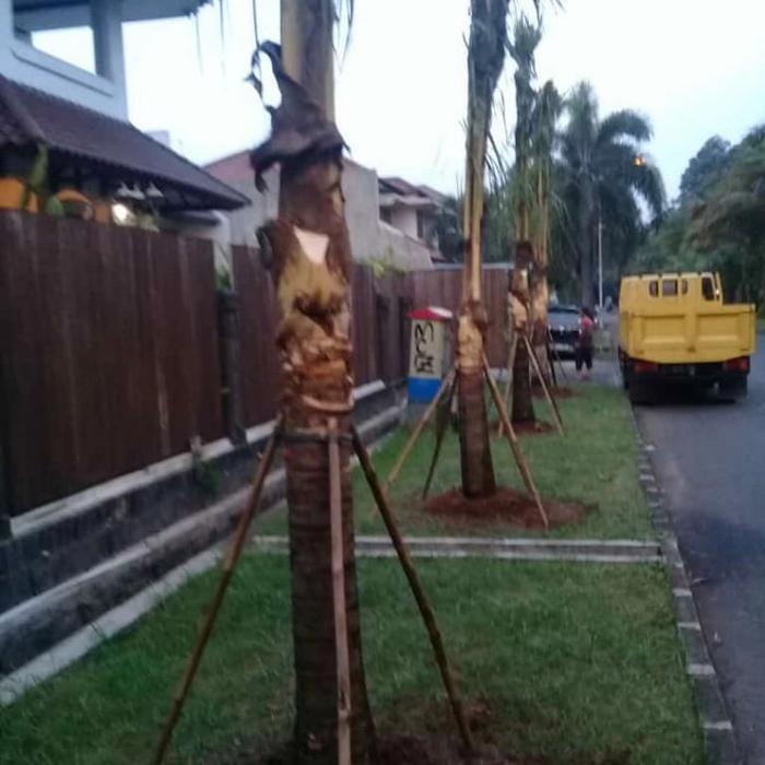 Jual tanaman hias pohon kelapa gading kelapa kuning ukuran 2 meter ...