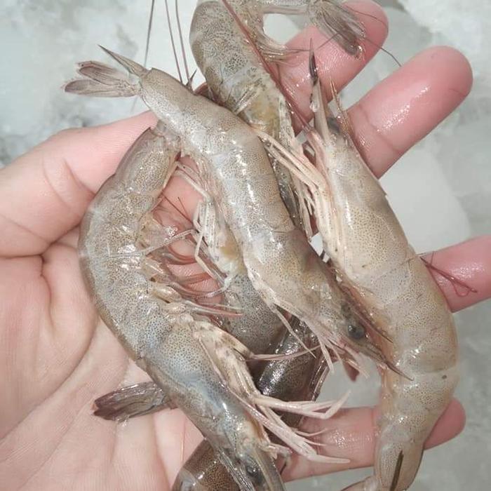 Jual UDANG API API SEGAR 1kg - Jakarta Utara - KIA SEAFOOD LAUT BAROKAH ...