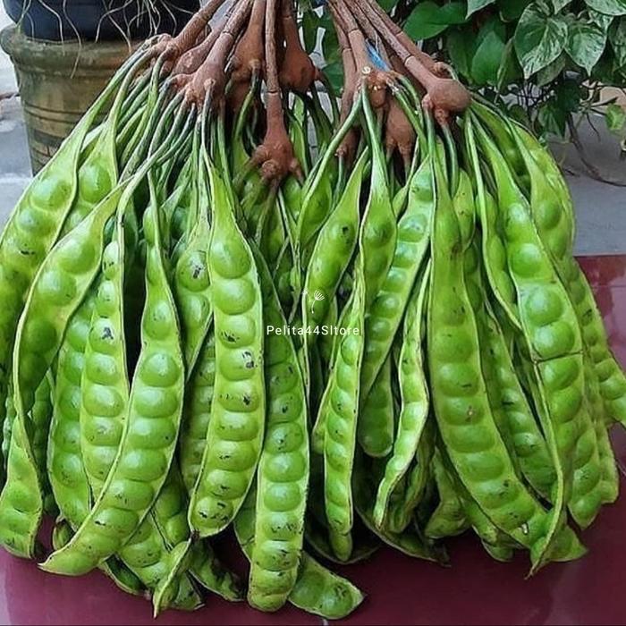 Jual PETAI SAYUR/LALAPAN PER PAPAN/PCS - Jakarta Selatan ...