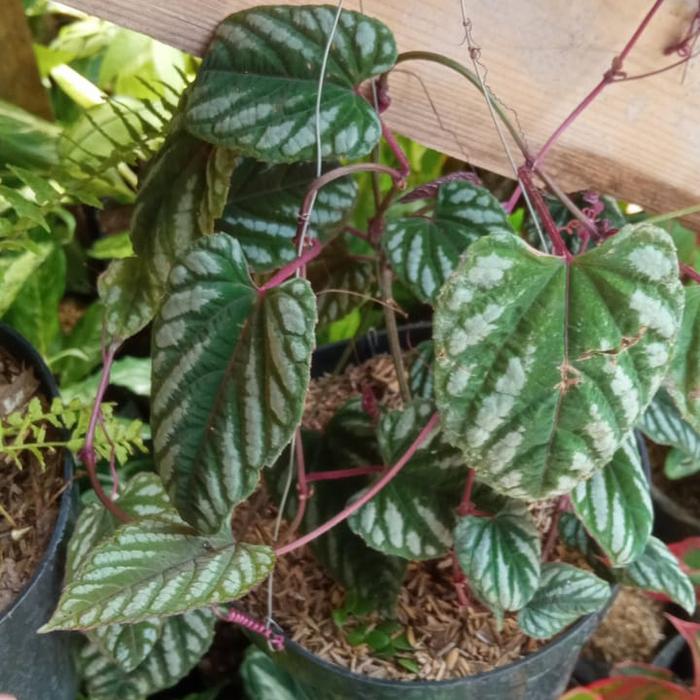 Jual tanaman sirih keraton merah pot gantung - Jakarta Pusat ...