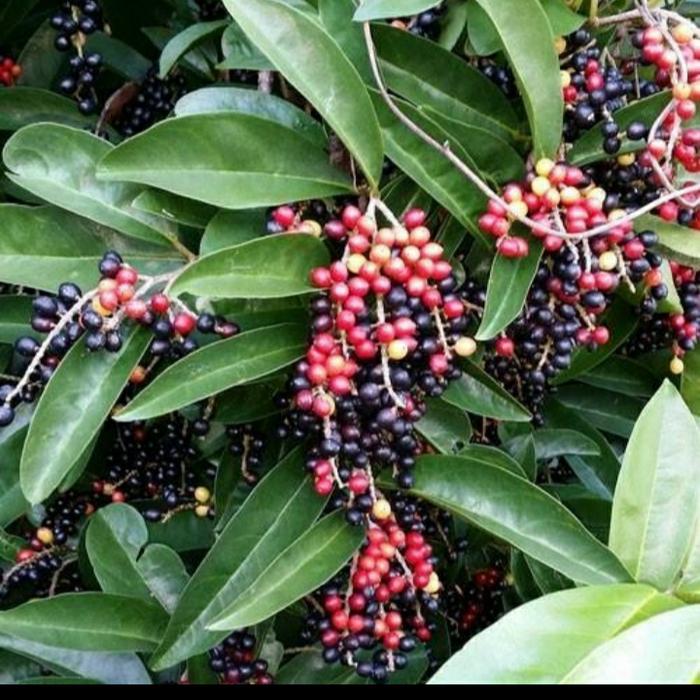 Jual Bibit Buah Wuni/ Buah Buni/ Buah Huni Pohon Keraton Langka Di ...