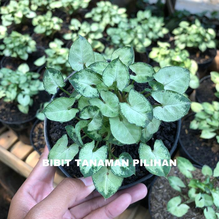 Jual Bibit tanaman syngonium mini lilyput indoor singonium liliput air - Kota Batu - BIBIT ...