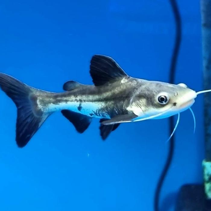 Promo IKAN HIAS IKAN HYBRID RED TAIL X PAROON SHARK RARE Cicil 0% 3x ...