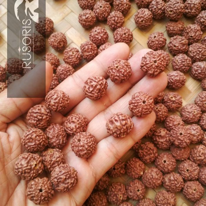 Jual Jenitri Besar 17mm Rudraksha Asli Manik Manik Gelang Genitri - Kab ...