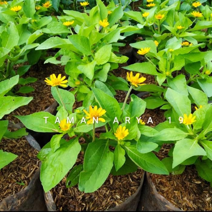 Promo Tanaman Hias Bunga Matahari Mini - Kab. Bogor - Zahira Landscape ...