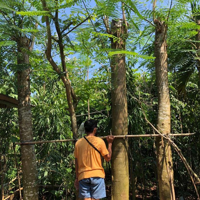 Jual Pohon Flamboyan Bunga Merah Dan Ungu Ukuran 3 -3,5 Meter Terlaris ...