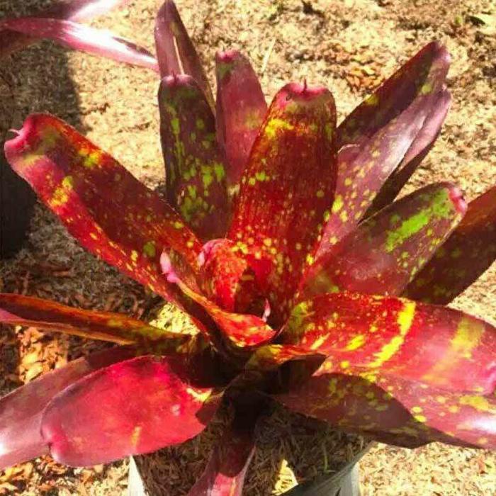 Jual PROMO!!! TERMURAH Bromelia Neo Aztec Tanaman Hias bromel merah ...