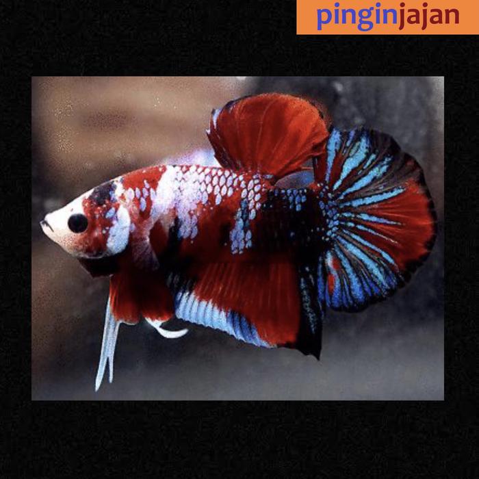 Promo IKAN CUPANG GIANT MULTICOLOUR TOP GRADE THAILAND - Kota Depok ...