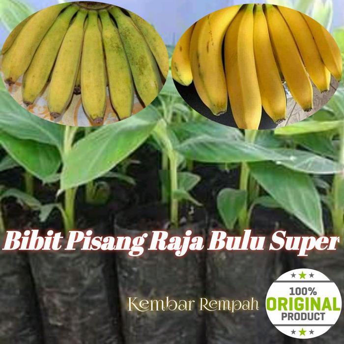 Jual Bibit Pisang Raja Bulu Super | Raja Sajen | Raja Ijo - Kab ...