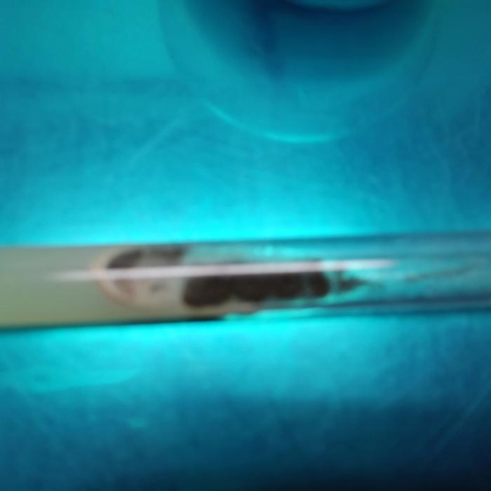 Jual Aspergillus niger jel agar miring - Kab. Bantul - Agrotekno ...