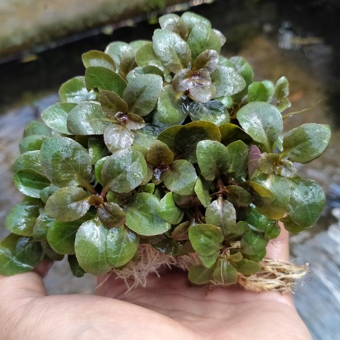 Jual lobelia cardinalis tanaman aquascape - tanamanan akuarium - Kab ...