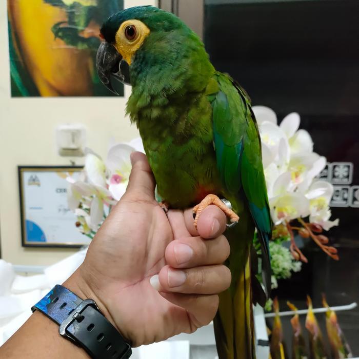 Jual BURUNG ILLIGER MACAW - Kab. Bekasi - CV RAJA PARROT INDONESIA ...