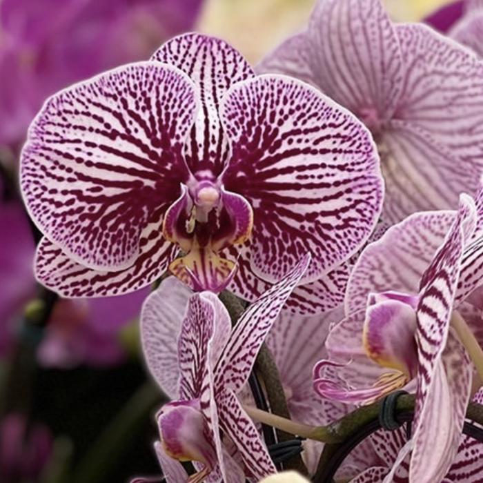 Jual bibit benih anggrek bulan - Kota Batu - OKB orchid | Tokopedia