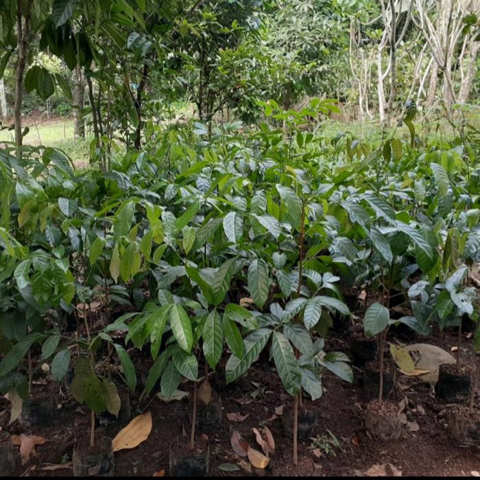 Jual Bibit Pohon Mahoni - Tanaman Pelindung Mahoni - Kayu Mahoni ...