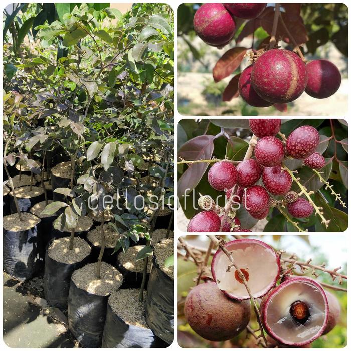 Promo Bibit Tanaman Buah Kelengkeng Merah Ruby Longan - Kota Batu ...
