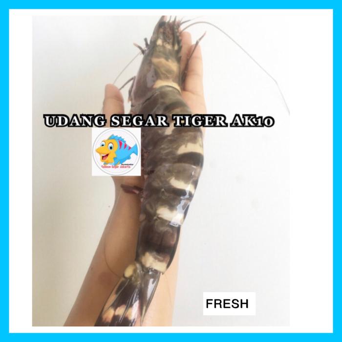 Jual udang tiger prawn AK10 - udang windu segar jumbo 1kg [Promo ...