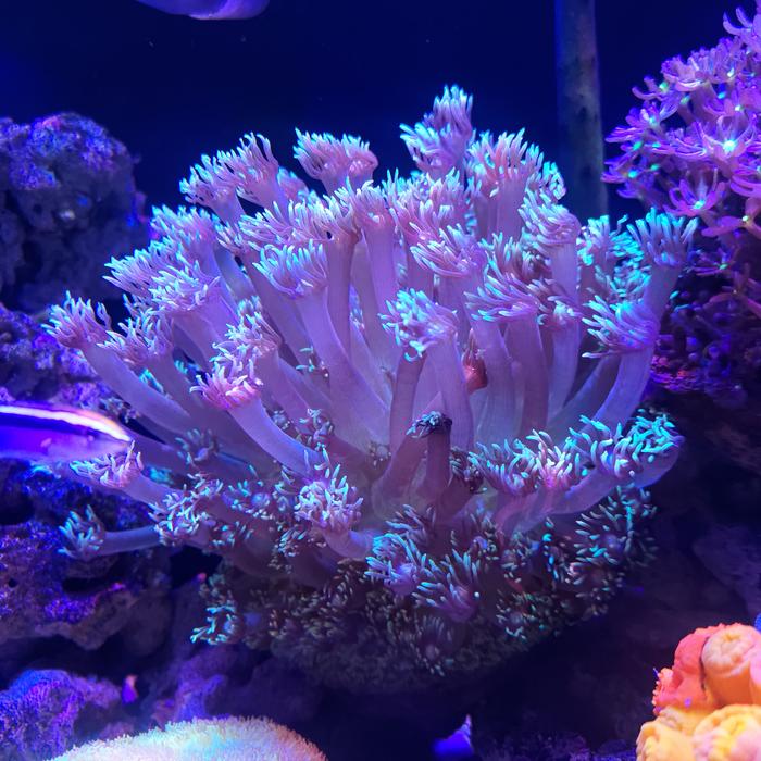 Jual batu jeruk hijau coral laut ikan - Jakarta Selatan - Poltangan ...