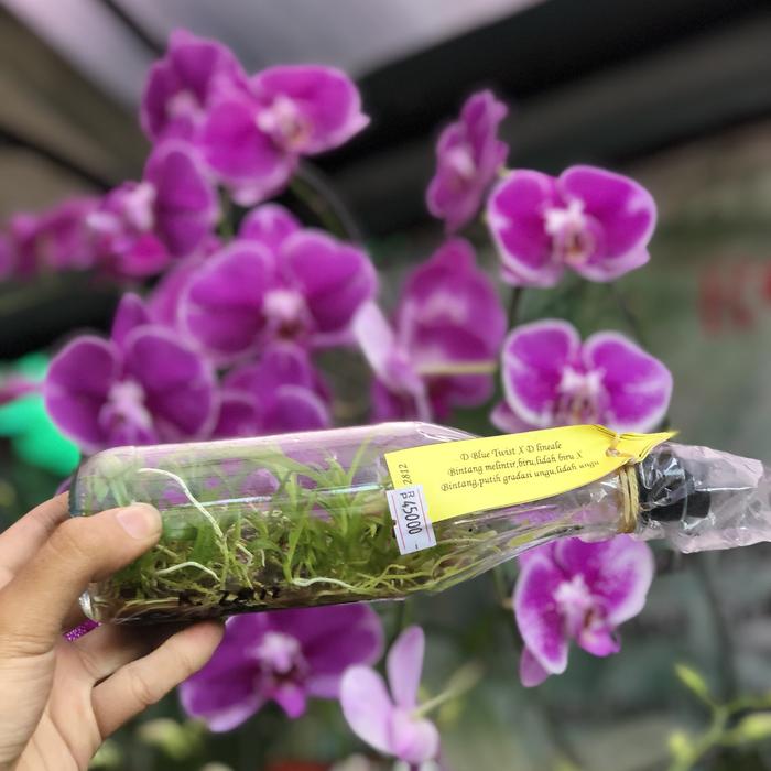 Jual Anggrek botolan dendrobium murah bibit anggrek dendro - Kota Batu ...
