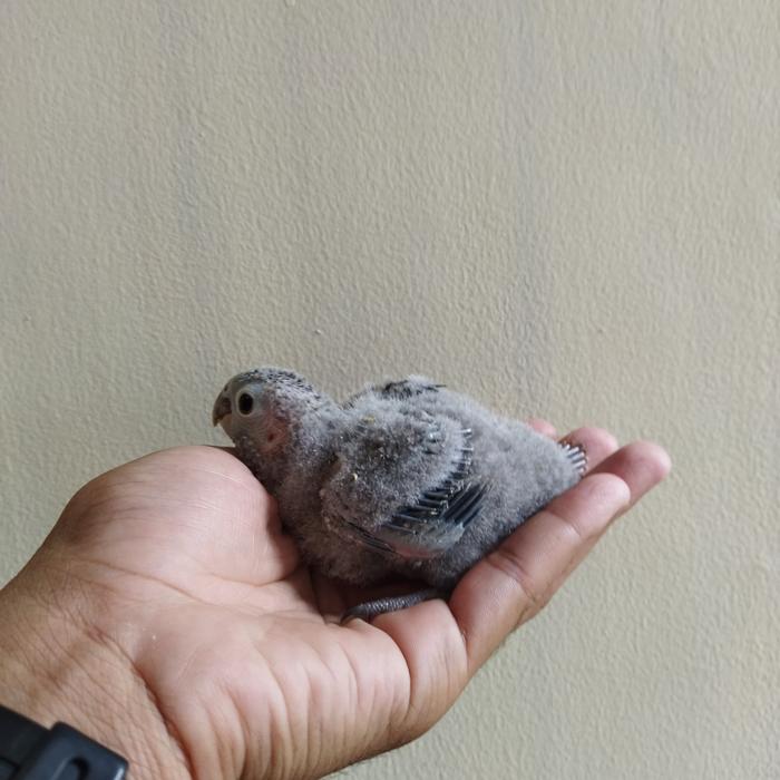 Jual Parrot baby Mint cheek conure X GCC conure (Hybrid mutation ...