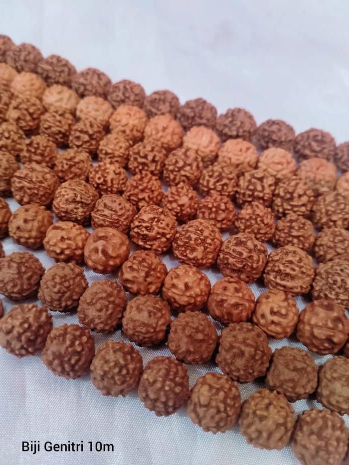 Jual BIJI GENITRI 10MM / BIJI JENITRI / JENITRIE SEEDS - Kota Denpasar ...
