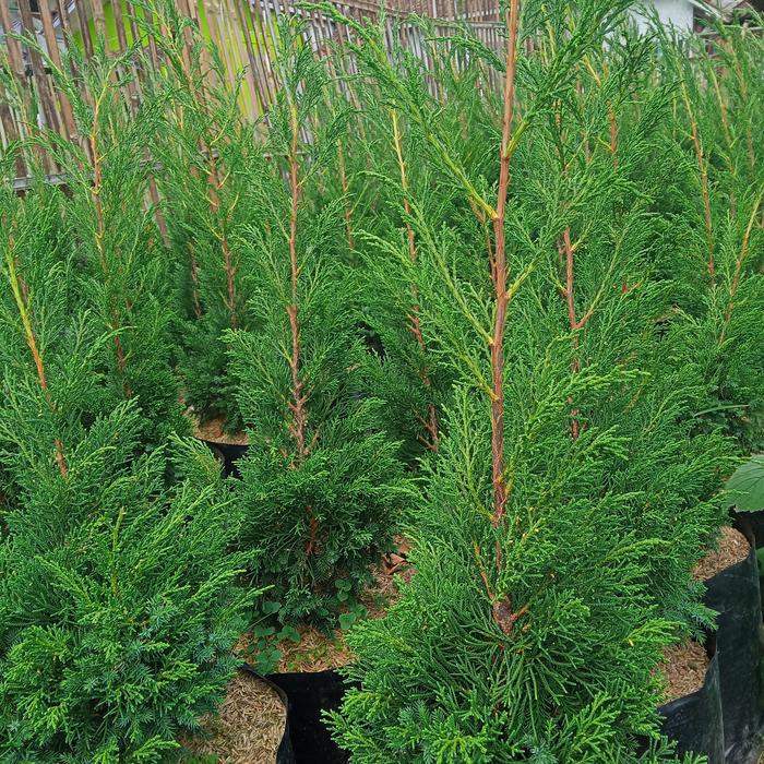 Jual Tanaman Cemara pua pua - Kab. Bandung Barat - Tanam_tanaman ...