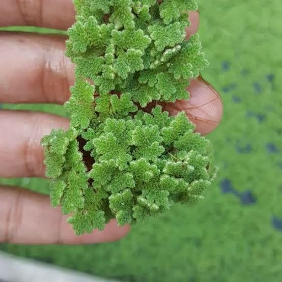 Jual Tanaman Air Apung-Azolla microphylla-Bibit Azolla 100gr - Jakarta ...