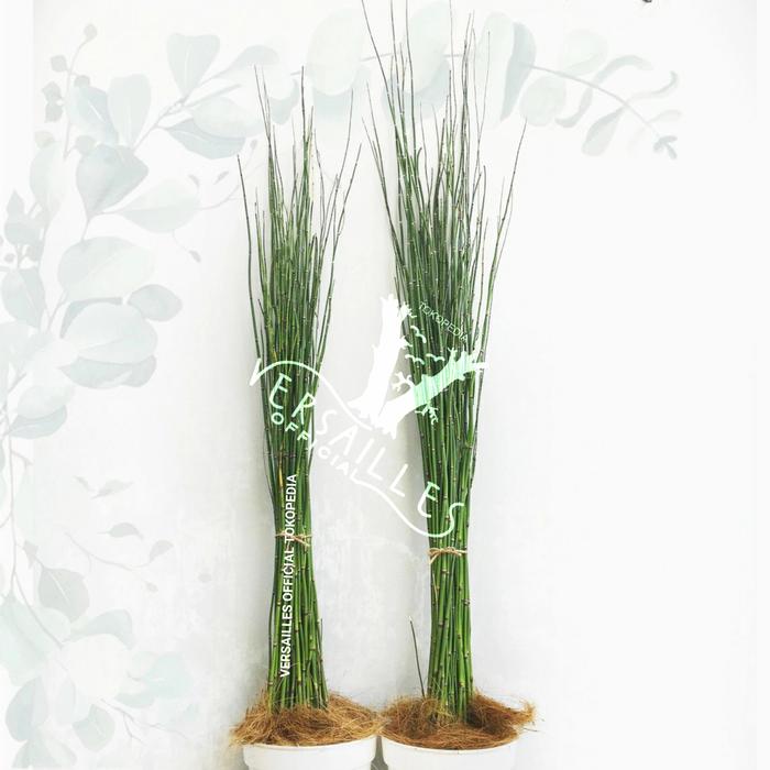 Jual Tanaman Hias Bunga Rough Horsetail Plant Bambu Air Bamboo Bambo ...