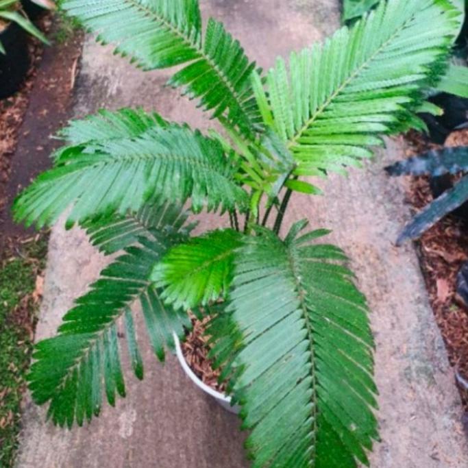 Jual tanaman hias palem rotan mini, tanaman hias rotan mini tanaman ...