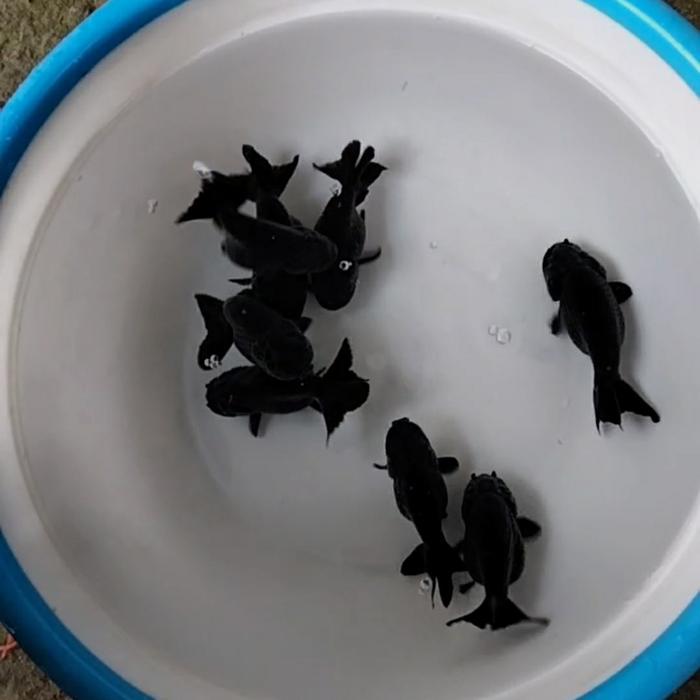 Jual ikan koki rancu black / rancu gosong - Kota Tangerang Selatan ...