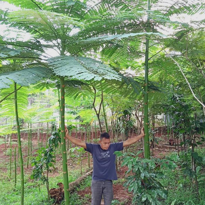 Jual pohon solobium tinggi 5 meter - Kota Depok - Kelapa ijo nursery ...
