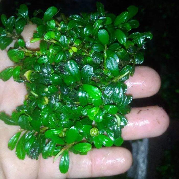 Jual tanaman buce mini bulet / tanaman aquascape / tanaman air - Kota ...