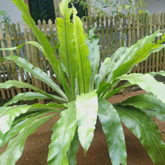 Jual tanaman hias kadaka size jumbo 80-100 cm ukuran daun - Jakarta ...