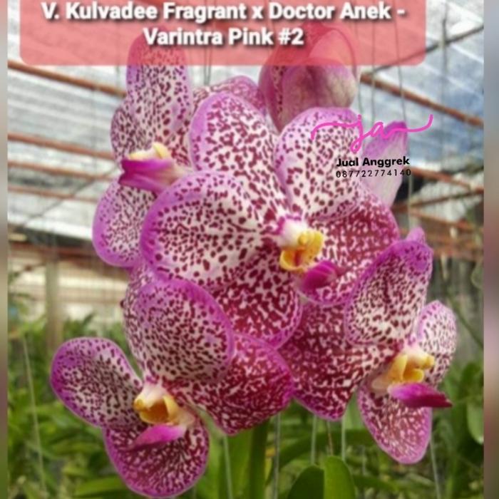 Varintra