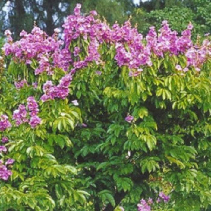 Jual DAUN BUNGUR BANABA LAGERSTROEMIA SPECIOSA KETANGI KETANGI KERING ...