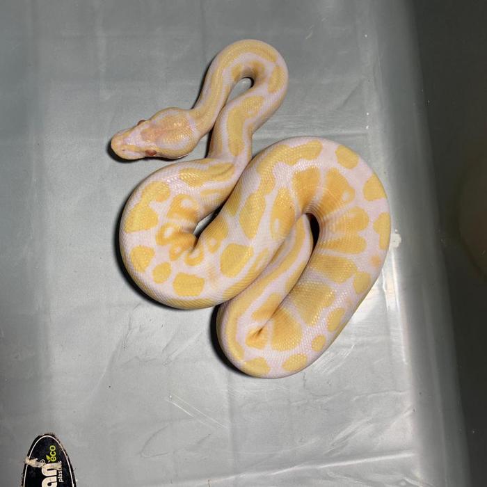 Jual jual ball piton + jual ballpython indonesia + ball phyton albino ...