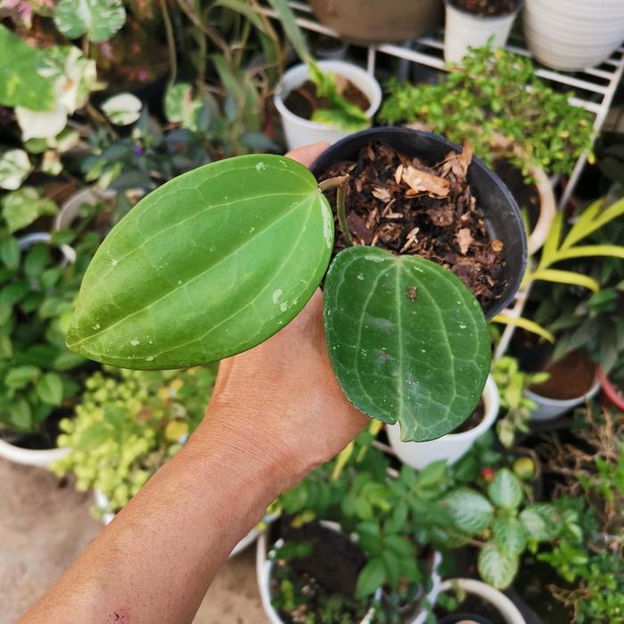 Jual tanaman hoya macrophylla splash - Kota Semarang ...
