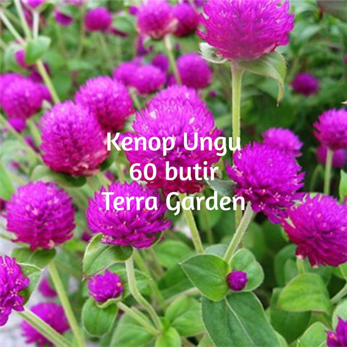 Jual Biji / Benih Bunga Kenop Ungu Gomphrena Bunga Kancing seeds ...