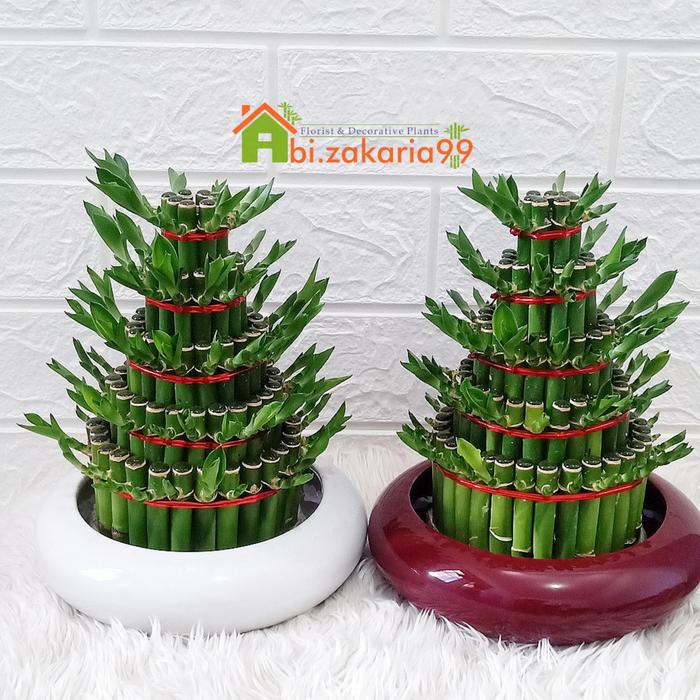 Jual TANAMAN HIAS LUCKY BAMBOO/BAMBU HOKI 5TINGKAT + VAS KERAMIK ELEGAN ...