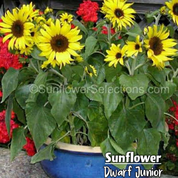 Jual Sunflower Dwarf Junior benih - Kota Cilegon - kebun emma | Tokopedia