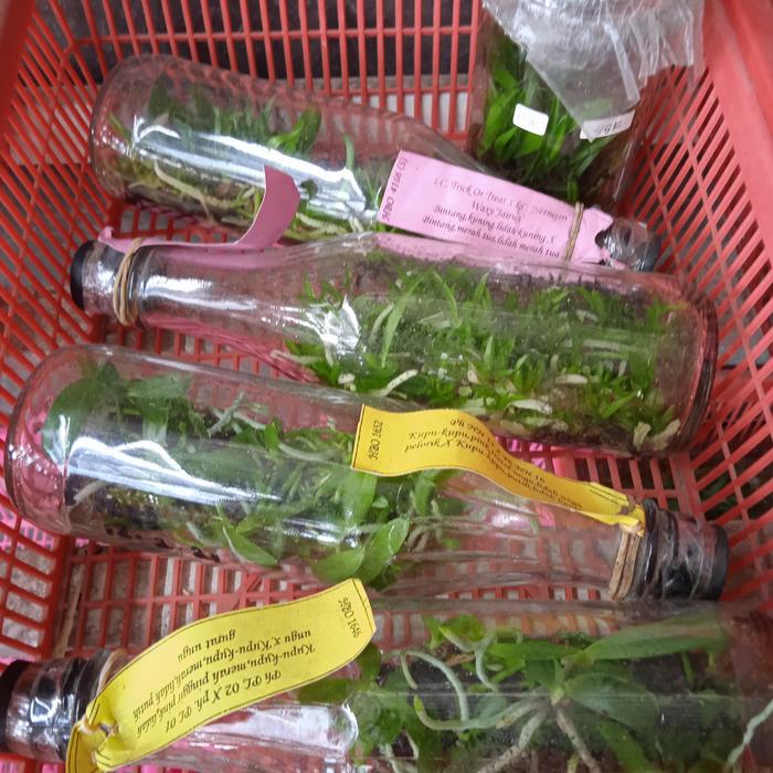 Jual bibit anggrek botol Dendrobium - Kota Bandung - bibit shop ID ...