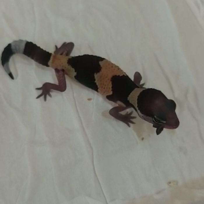 Jual AFT / African Fat Tailed ph Amel - Jakarta Selatan - Gecko glider ...