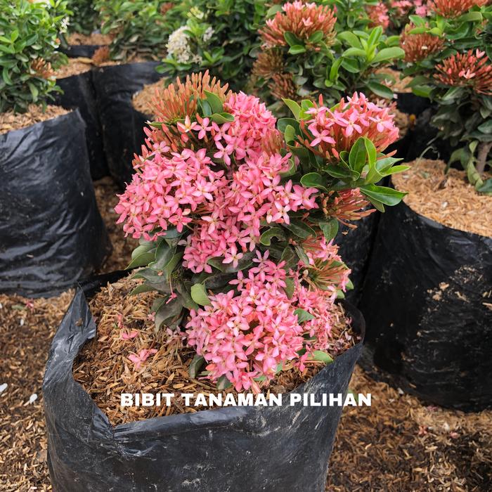 Jual BIBIT TANAMAN BUNGA ASOKA MERAH MINI MICRO JEPANG OUTDOOR RIMBUN ...