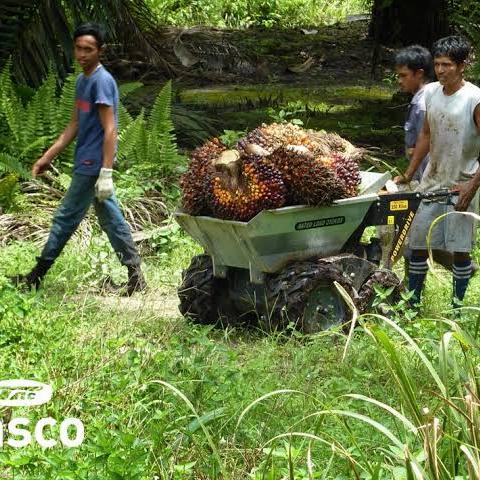 Jual Mesin Panen Sawit TASCO PBR-250H Power Barrowa Alat Panen Buah ...