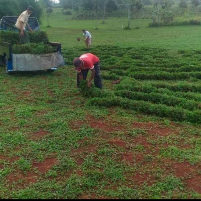Jual rumput gajah cikande-rumput gajah paitan 100×100cm - Kab. Bogor ...