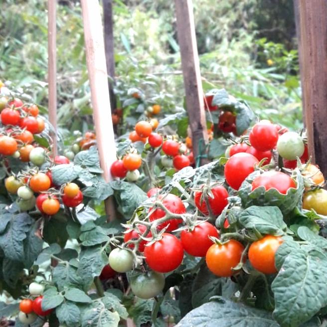 Jual Benih Tomat Unik Mini Red Robin isi 10 butir biji - Kab. Bekasi ...