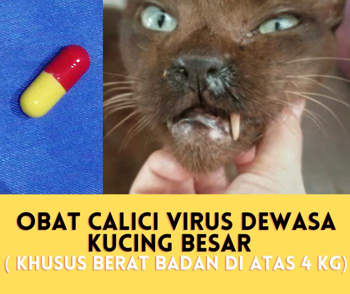 Jual OBAT CALICI KUCING BESAR (BIG CATS) DENGAN BERAT BADAN DI ATAS 4KG ...
