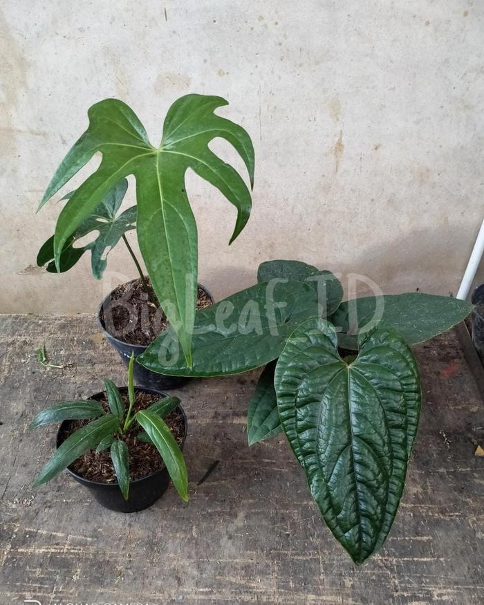 Jual Paket Anthurium 3 Jenis | Anthurium Jari, Spectabile, Anthurium ...