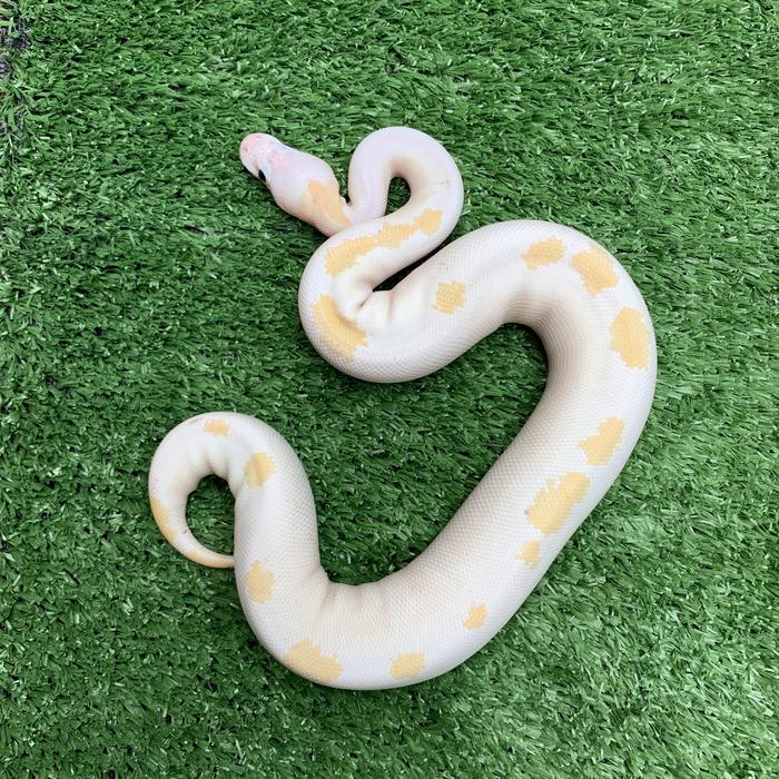 Jual ball python super fire female - Jakarta Barat - Areareptile ...